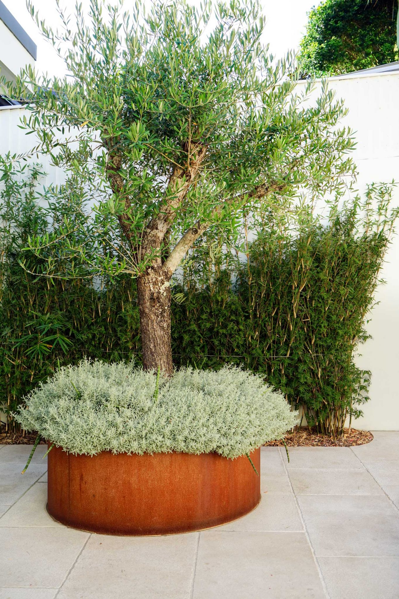 Award-Winning Bondi Beach Courtyard Garden | Bondi Landscapes